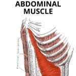 9 Best Transverse Abdominis Activation Exercises For Quick Back Pain ...