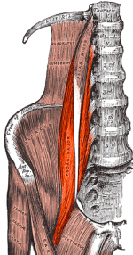 The Most Effective Psoas Release Technique for Pain Relief - Coach ...