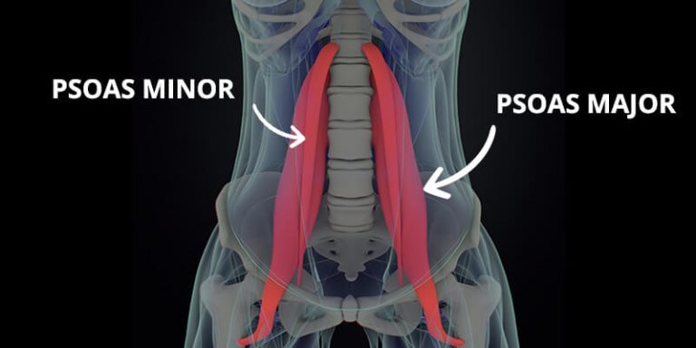 The Most Effective Psoas Release Technique for Pain Relief - Coach ...