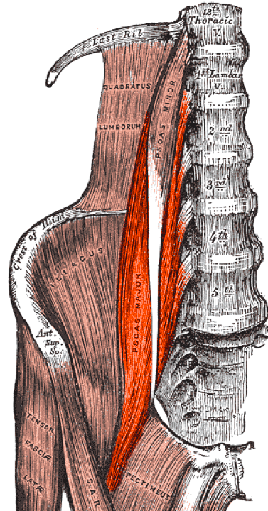 The Most Effective Psoas Release Technique for Pain Relief - Coach ...