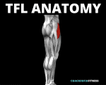 13 Essential Tensor Fascia Latae (TFL) Stretches (PDF Download) - Coach ...