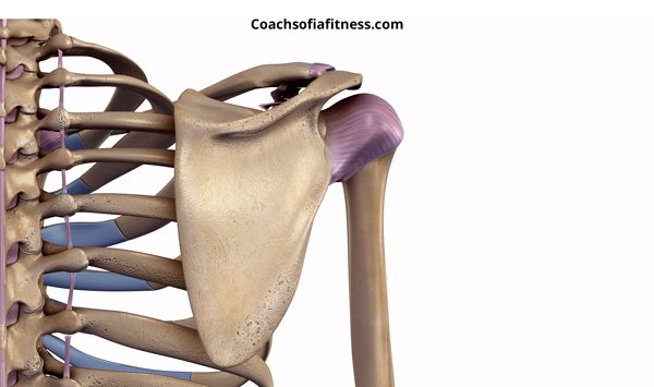 Uneven Shoulders: The Ultimate Guide - Coach Sofia Fitness