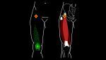The Most Effective Psoas Release Technique for Pain Relief - Coach ...