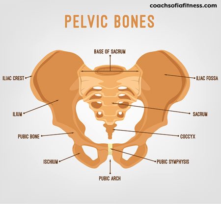 11 Best Pelvic Floor Stabilization Exercises For Pain Relief - Coach ...