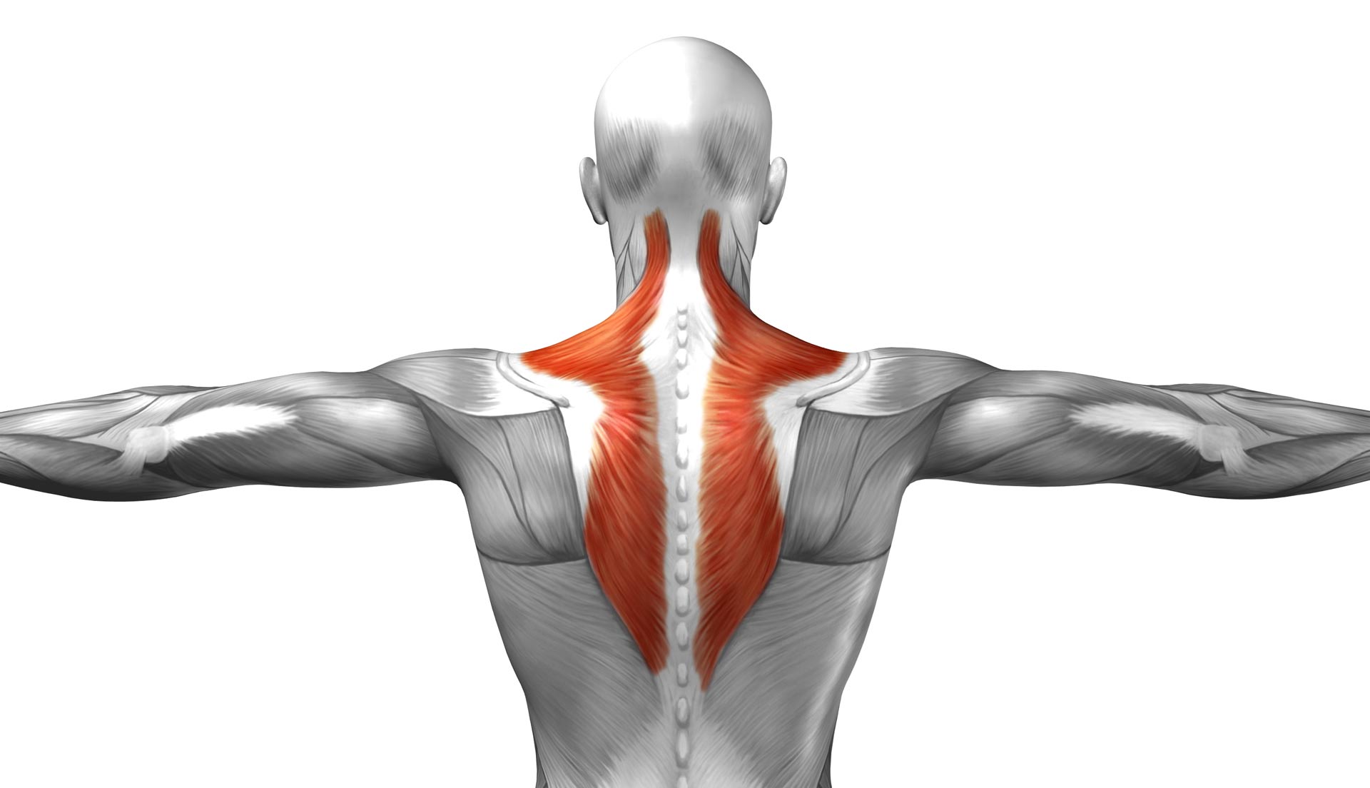 Trapezius control 2022 - Coach Sofia Fitness