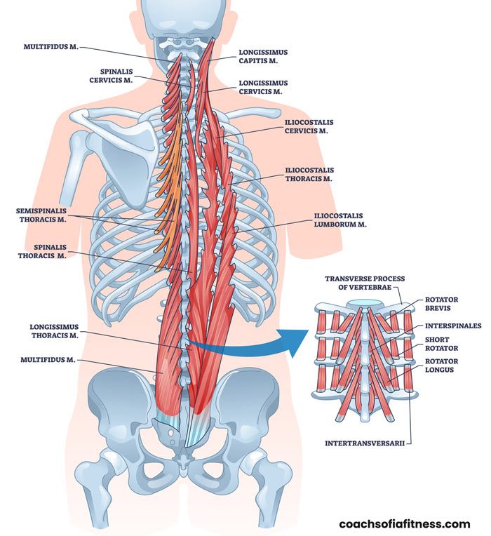 How to Loosen Tight Lower Back Muscles (Paraspinals) - Coach Sofia Fitness
