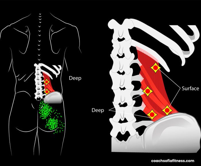 Quadratus Lumborum Muscle Tightness Release Technique - Coach Sofia Fitness