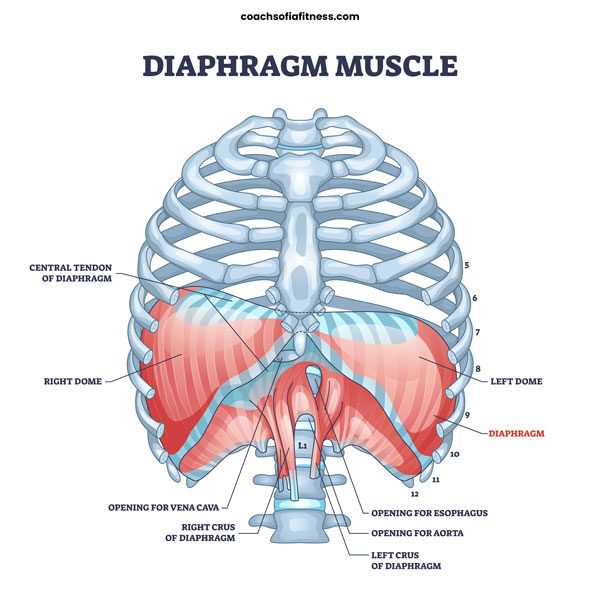 What Causes Lower Back Pain When Deep Breathing & How To Fix It - Coach ...
